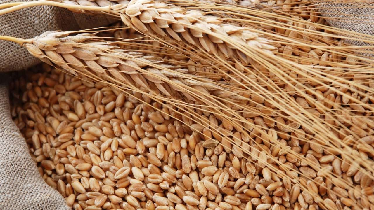 Цены на пшеницу в России упали до рекордно низкого уровня | Вопросы ...